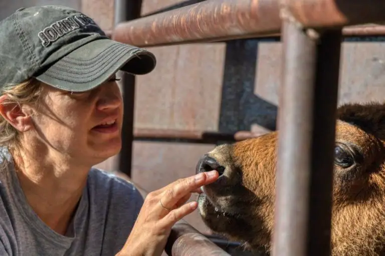 Calf Banding – Common Problems Explained - Homestead & Prepper