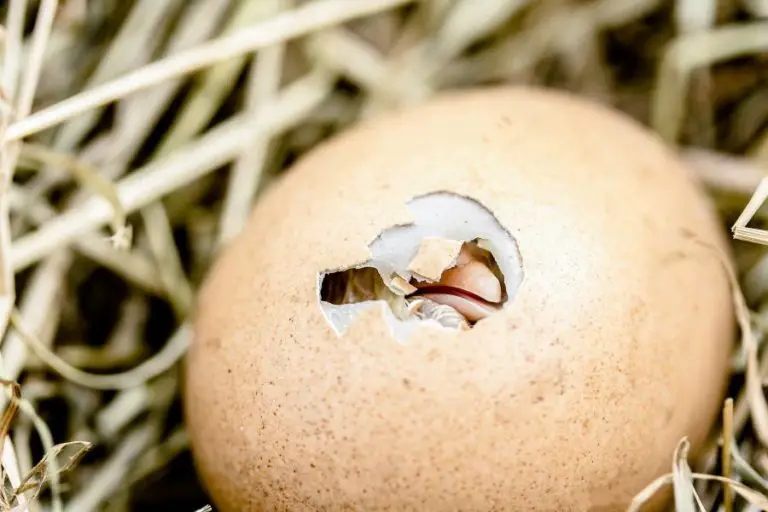 Chick Hatched With Yolk Sac Attached – Why? - Homestead & Prepper