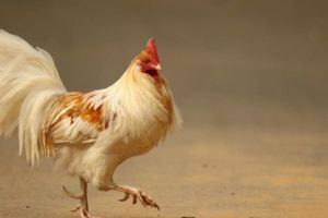 Causes Of Chicken Waddling + Home Remedies - Homestead & Prepper