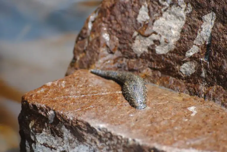 How To Avoid Leeches In Lakes – Useful Tips - Homestead & Prepper