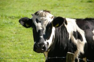 Ringworm Treatment In Cattle - Homestead & Prepper