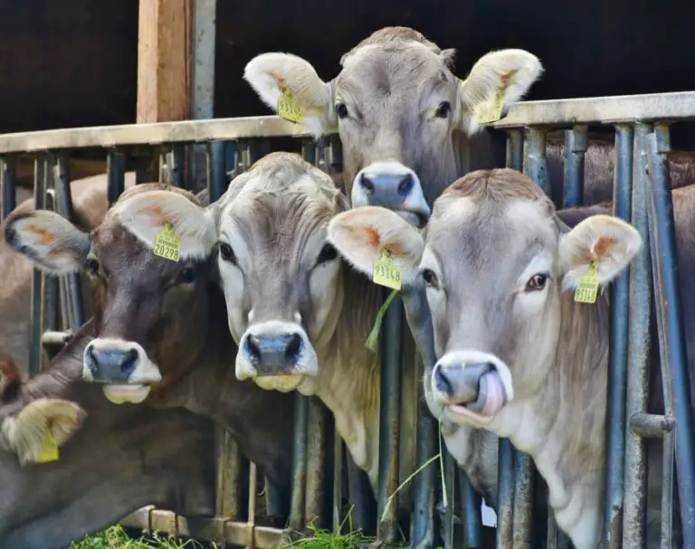 Ringworm Treatment In Cattle - Homestead & Prepper