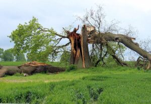 Tree Broke In Half - Can It Be Saved? - Homestead & Prepper
