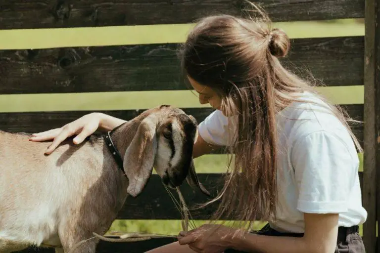 Goat Bullying - How to Deal With It - Homestead & Prepper