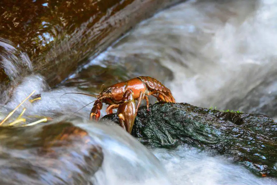 How to Get Crawfish Out of Their Holes - Best Ways - Homestead & Prepper