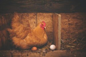 LA 200 for Chickens – Things You Need To Know - Homestead & Prepper