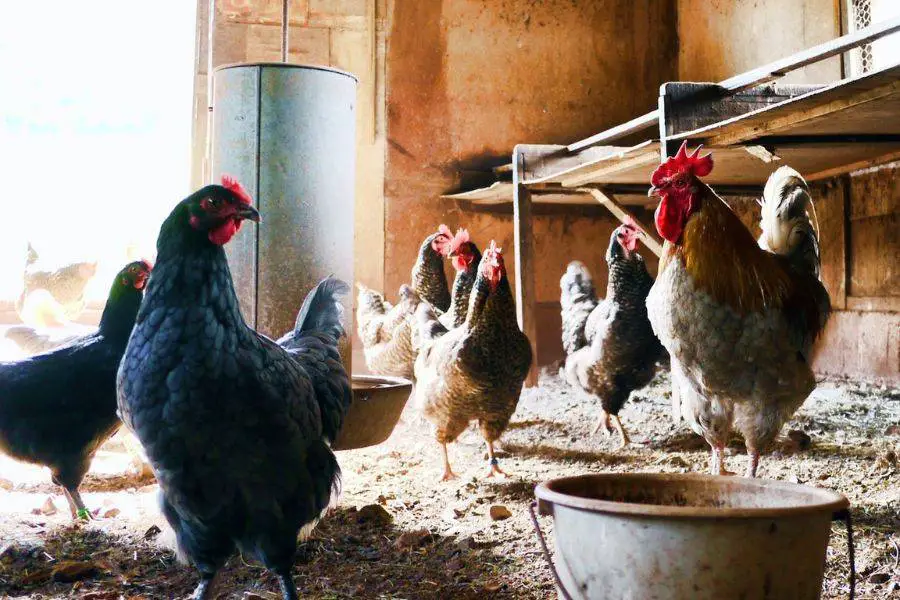 LA 200 for Chickens – Things You Need To Know - Homestead & Prepper