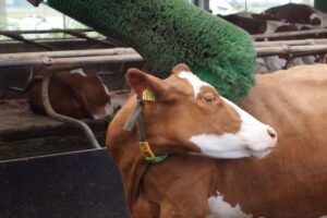 Homemade Cattle Scratcher – Full Guide - Homestead & Prepper