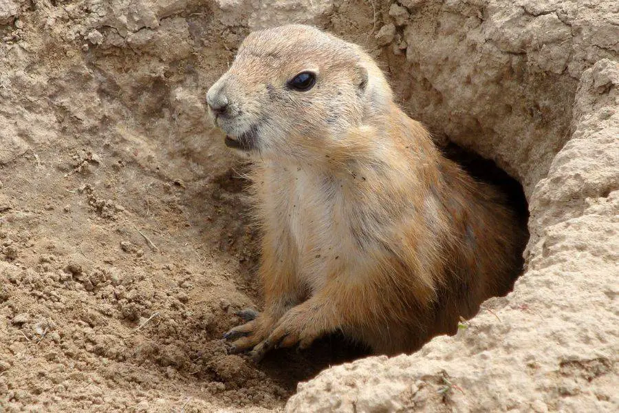 How to Call a Groundhog Out of Its Hole – Full Guide - Homestead & Prepper