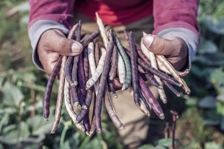 The Comprehensive Guide to Drying Purple Hull Peas - Homestead & Prepper