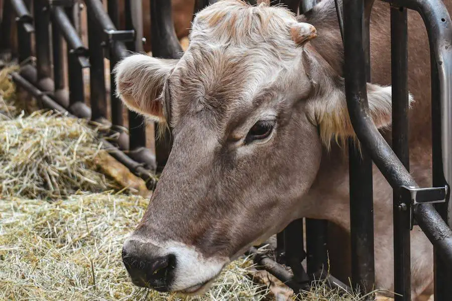 Alfalfa for Cows - All You Need to Know - Homestead & Prepper