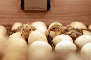 Chick Pipped But Not Zipping After 24 Hours - Is That Expected ...