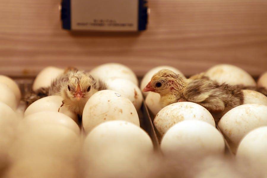 Chick Pipped But Not Zipping After 24 Hours - Is That Expected ...