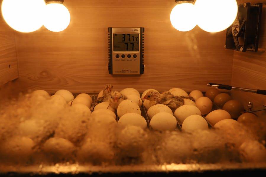 Chick Pipped But Not Zipping After 24 Hours - Is That Expected ...