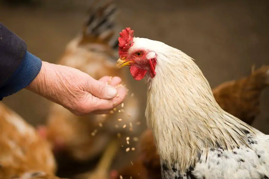 Chicken Having Trouble Walking and Standing - What to Do? - Homestead ...