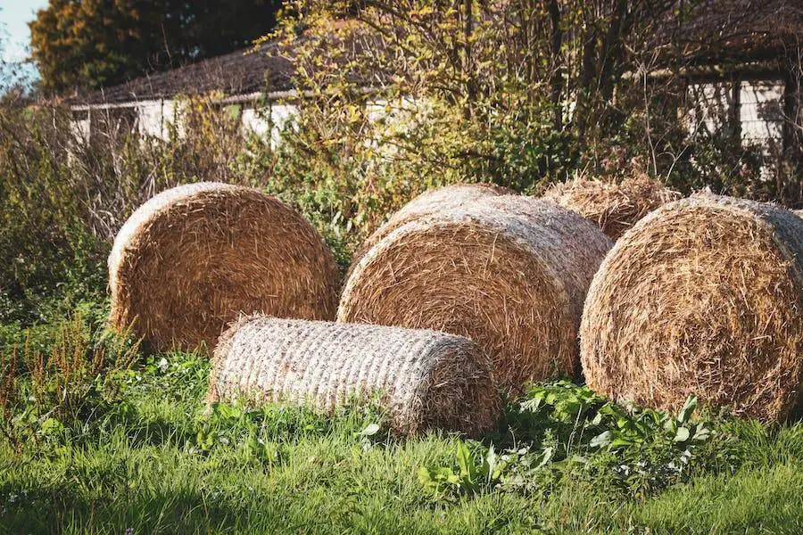 Is Rye Grass Hay Good for Horses? - All You Need to Know - Homestead ...