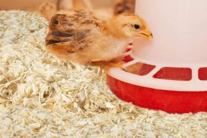 Pelletized Bedding for Chickens - All You Need to Know - Homestead ...