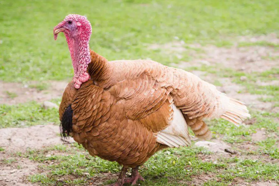 Signs That a Turkey Is About to Lay Eggs - Homestead & Prepper