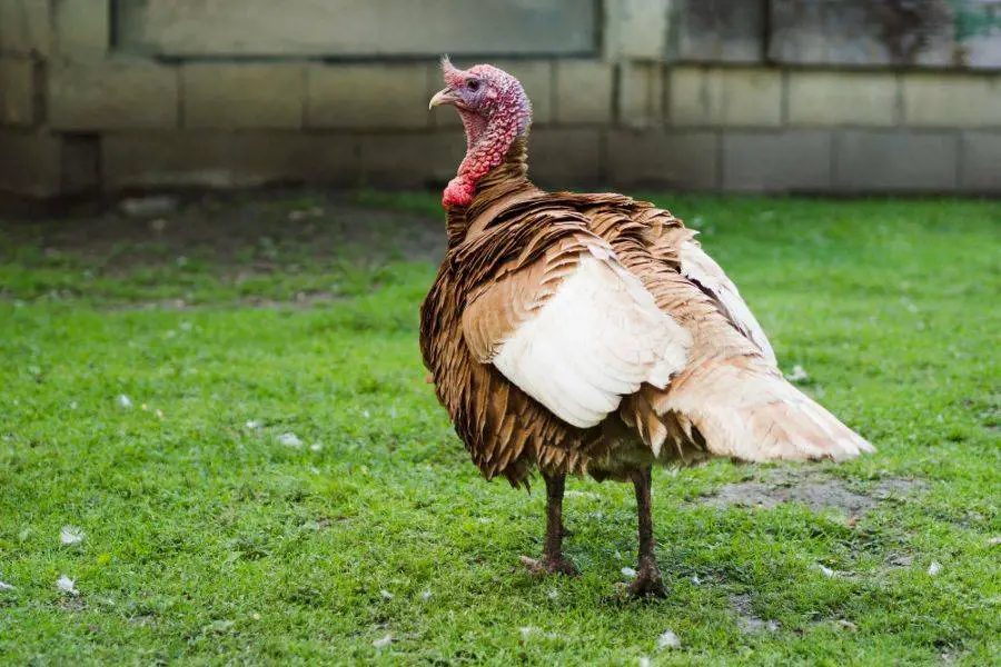 Signs That a Turkey Is About to Lay Eggs - Homestead & Prepper