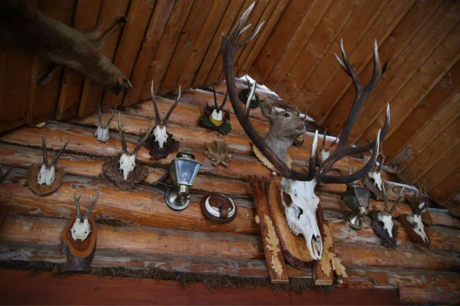How to Cut Deer Antlers Off - Guide - Homestead & Prepper